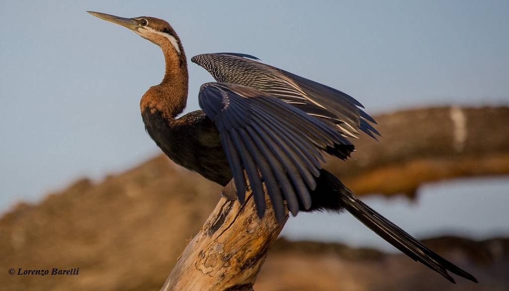 Nature within the area – The best of Jeffreys Bay & surrounds